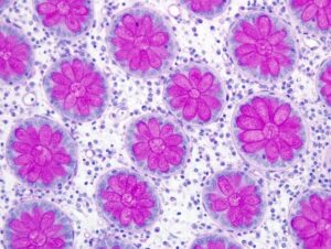 Histopathology & Tissue Shared Resource - Lombardi Comprehensive Cancer ...